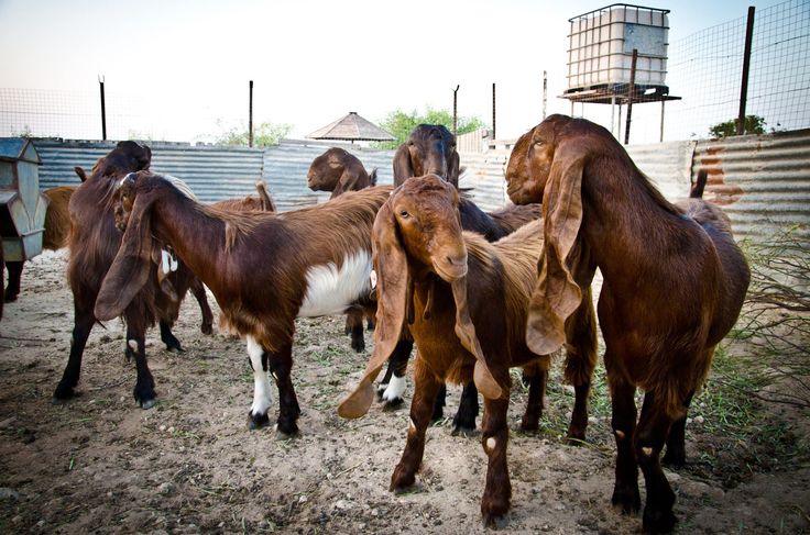Cyprus Shami Goats For Sale - costabull