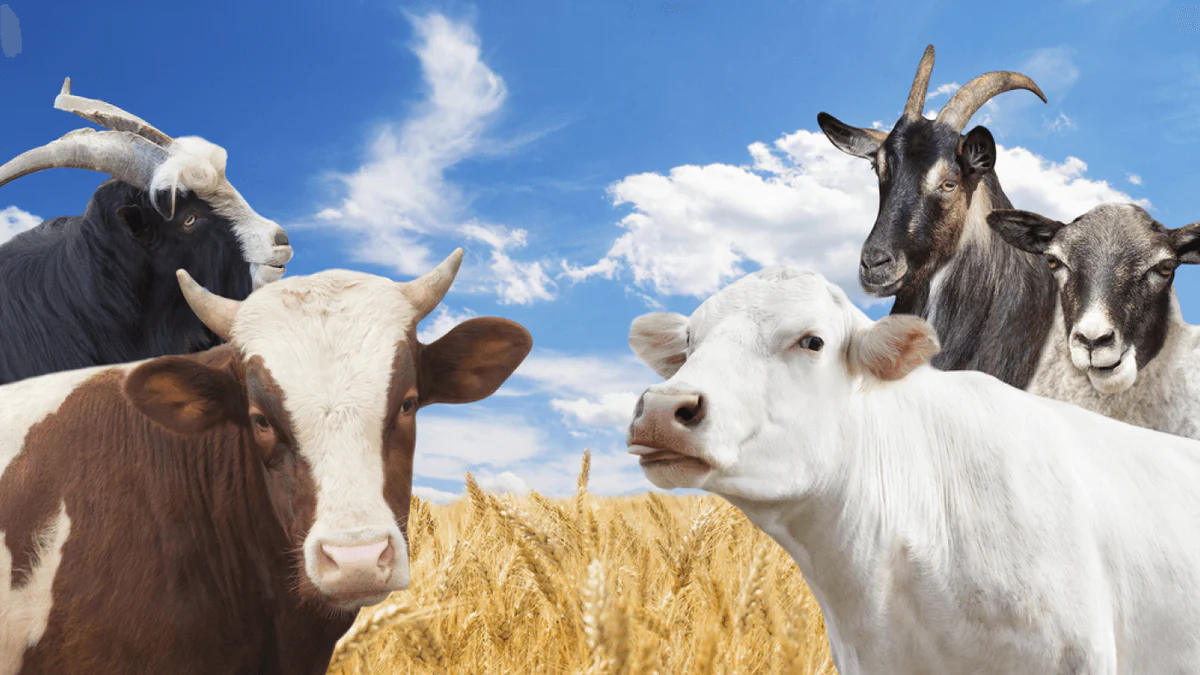 Livestock Farming: Strategies, Benefits, and Key Insights - costabull